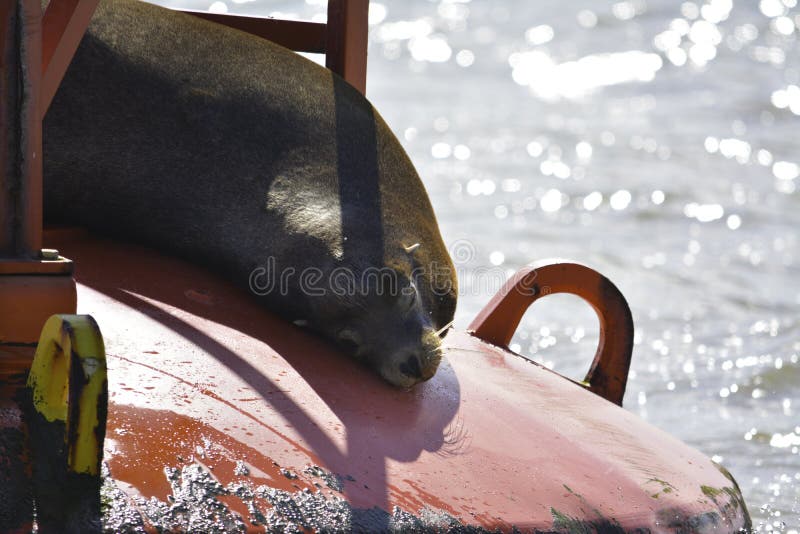 A Seal is Chilling on the Buoy Stock Photo - Image of female ...