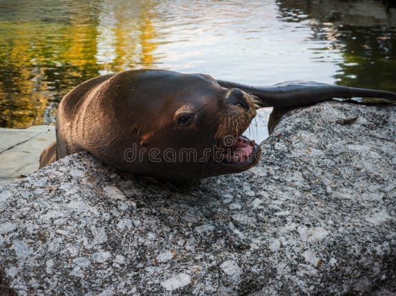 Seal Chilling on a Rock Robbe Stock Image - Image of dolphin, fish ...