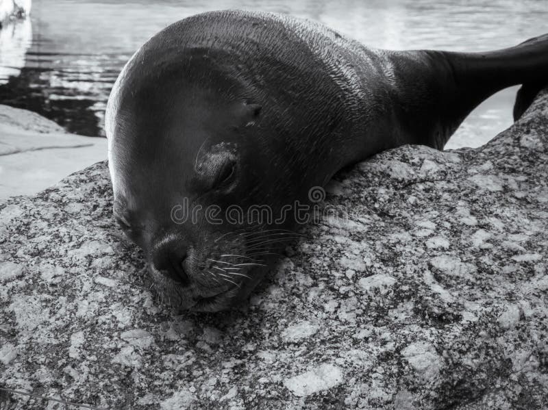 Seal Chilling on a Rock Robbe Stock Image - Image of seal, chilling ...
