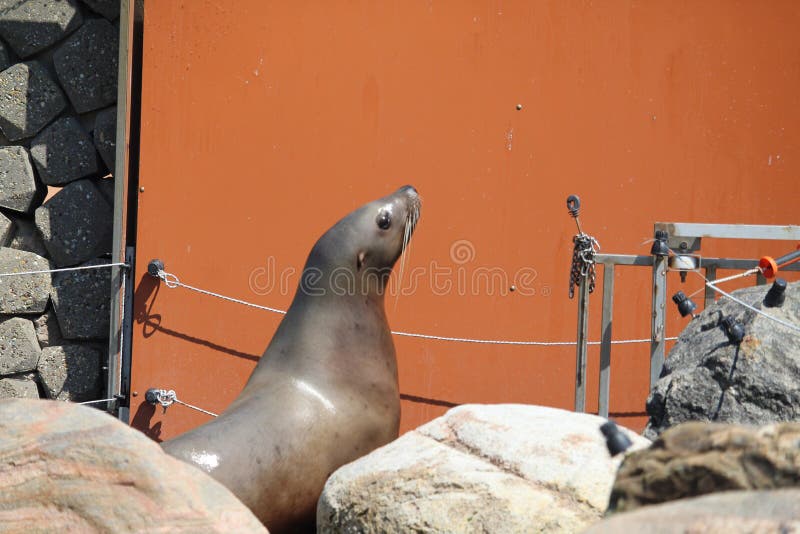 Seal Close Up stock photo. Image of close, wild, sealion - 117172586