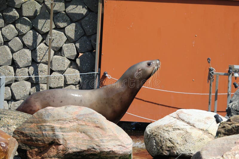 Seal Close Up stock image. Image of nice, cute, wild - 117172609