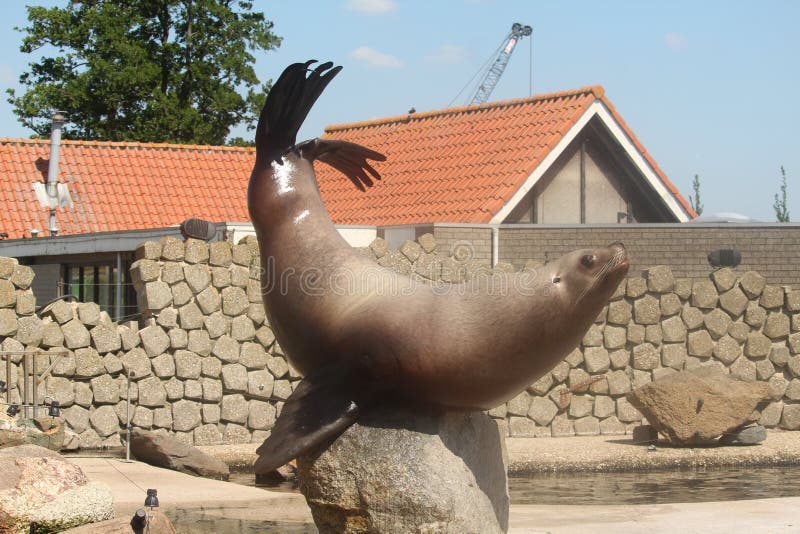 Seal Close Up stock photo. Image of beach, close, nature - 117210368