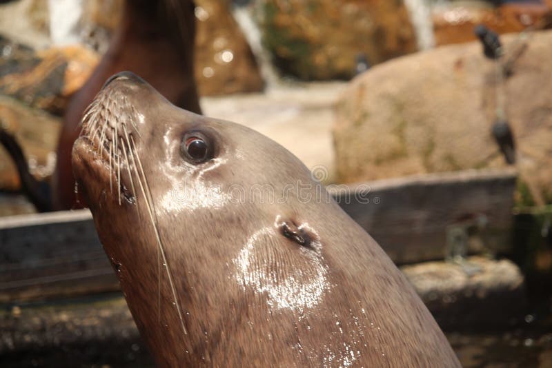 Seal Close Up stock image. Image of wildlife, sleeping - 117210805