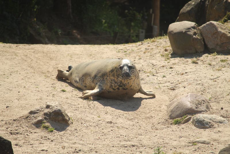 Seal Close Up stock photo. Image of seals, lion, close - 117211446
