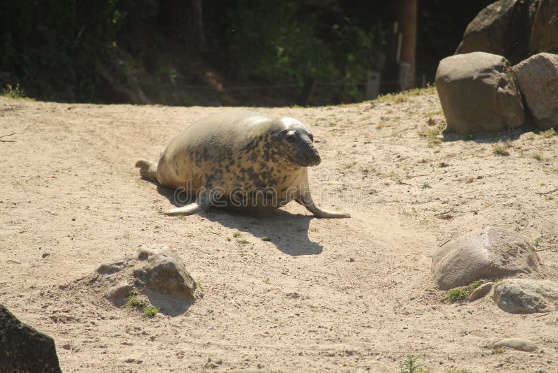 Seal Close Up stock image. Image of ocean, animal, wildlife - 117211461