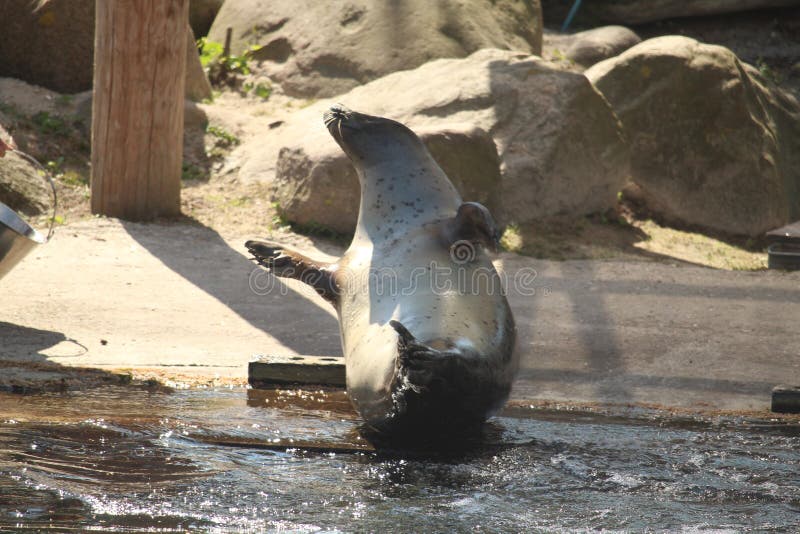 Seal Close Up stock photo. Image of sleeping, seal, seals - 117212214