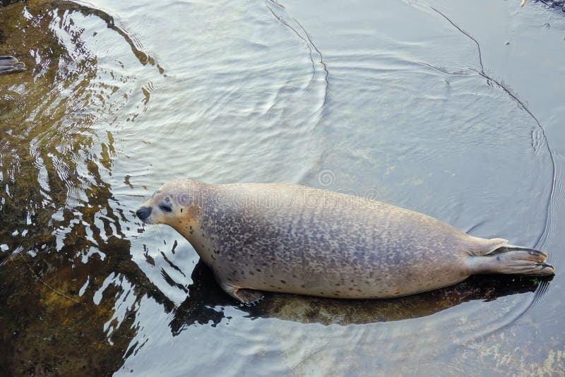 Seal stock image. Image of nature, amphibian, mammals - 202605235