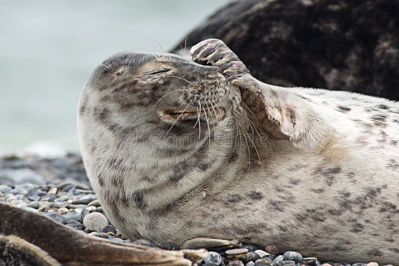 Seal dog stock photo. Image of mammals, furry, mammal - 32343026
