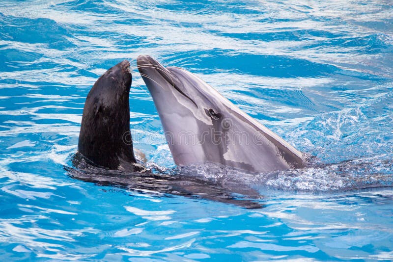 Seal and dolphin stock image. Image of dolphin, ocean - 33032219