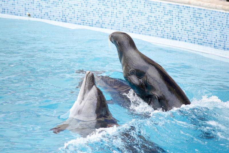 Seal and dolphin stock image. Image of mammal, nature - 33032339