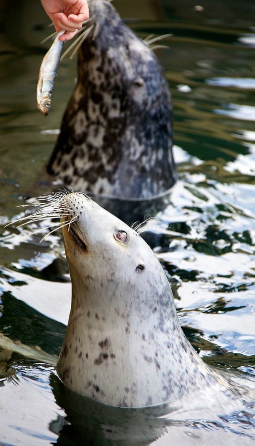 Seal eating fish stock image. Image of aquatic, animals - 20199155