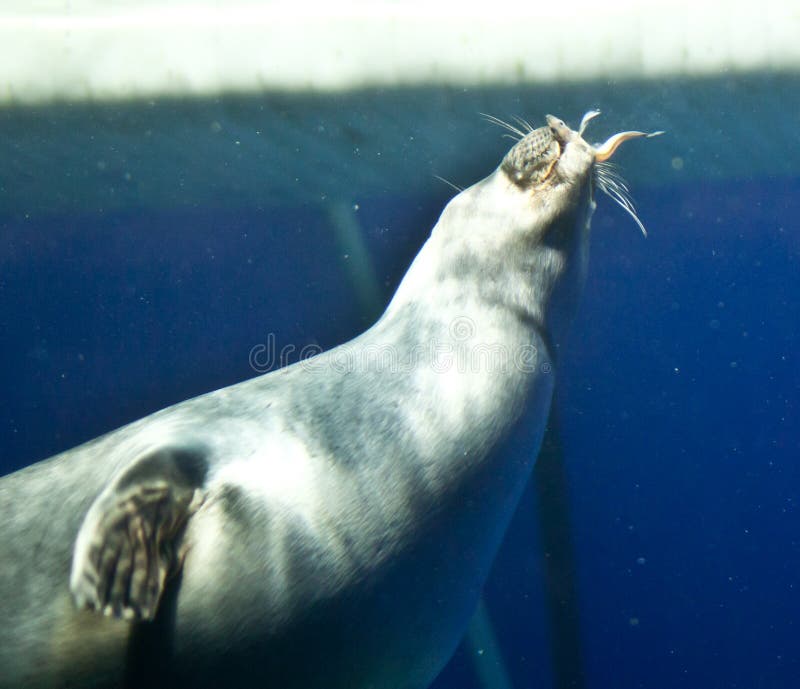 A Seal is Standing on the Side of Aquarium Stock Image - Image of pond ...