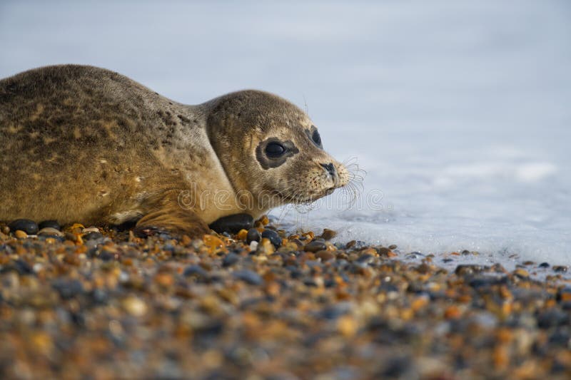 Seal face in water looking stock photo. Image of sentiment - 255946888