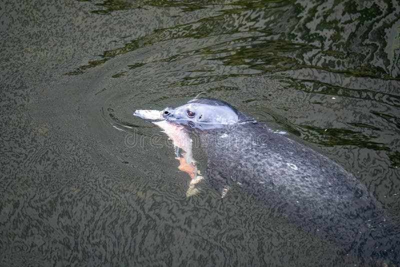 Seal with Fish in Its Mouth on a Harbor Stock Photo - Image of seal ...