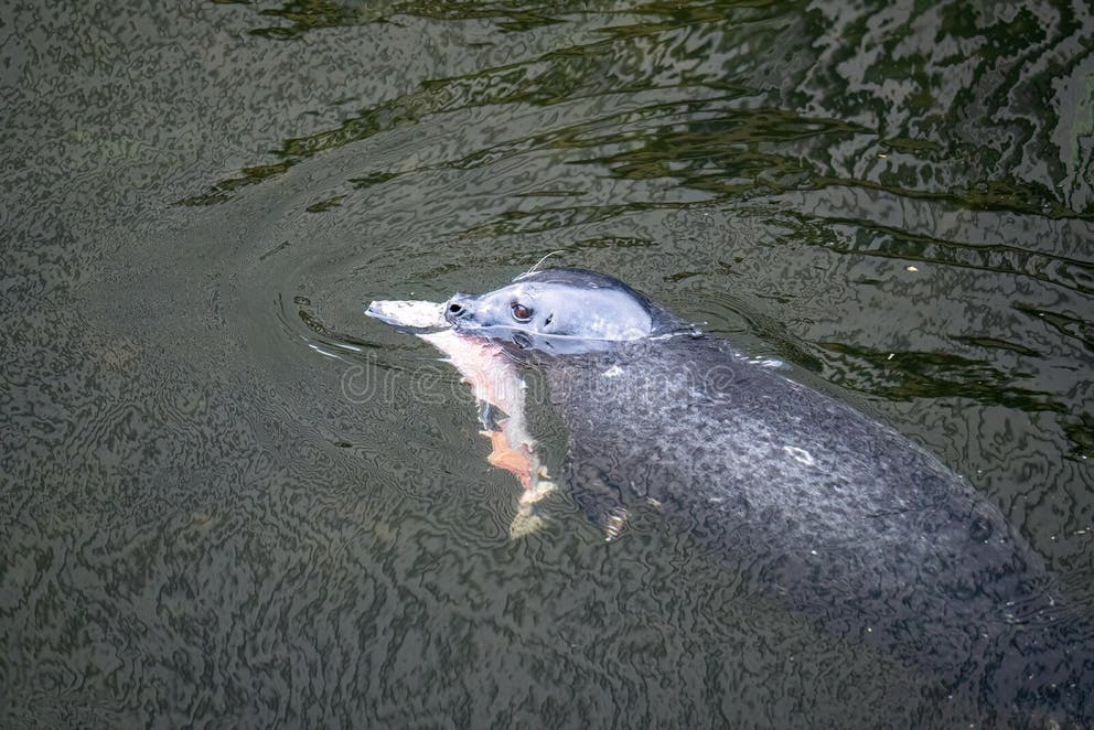Seal with Fish in Its Mouth on a Harbor Stock Photo - Image of seal ...