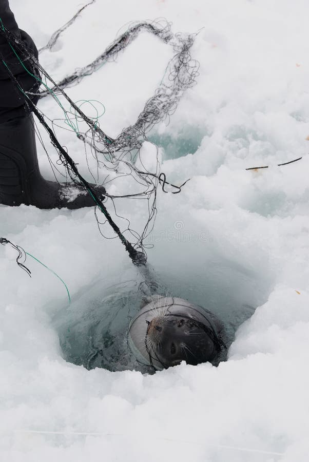 A Seal at the Fishing Port of Stornoway in the North West of Scotland ...