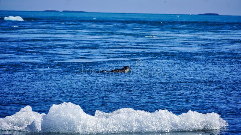 Seal Floating on the Blue Water S Surface. Stock Photo - Image of polar ...