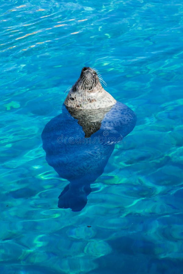 Seal Full Body Chilling in the Water Hovering on the Surface Stock ...
