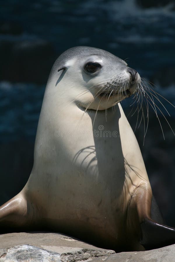 16,918 Seal Head Stock Photos - Free & Royalty-Free Stock Photos from ...