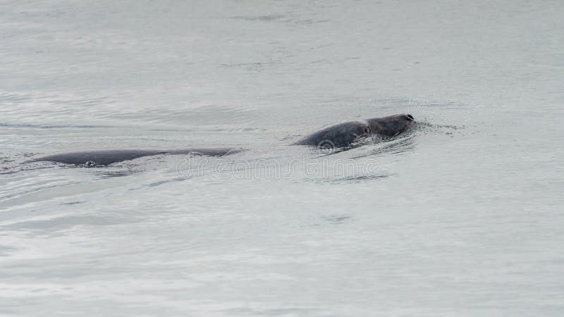 Seal at Howth harbor stock photo. Image of character - 178879064