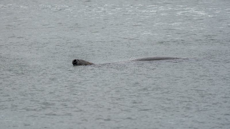 Seal at Howth harbor stock image. Image of beach, animal - 178881703