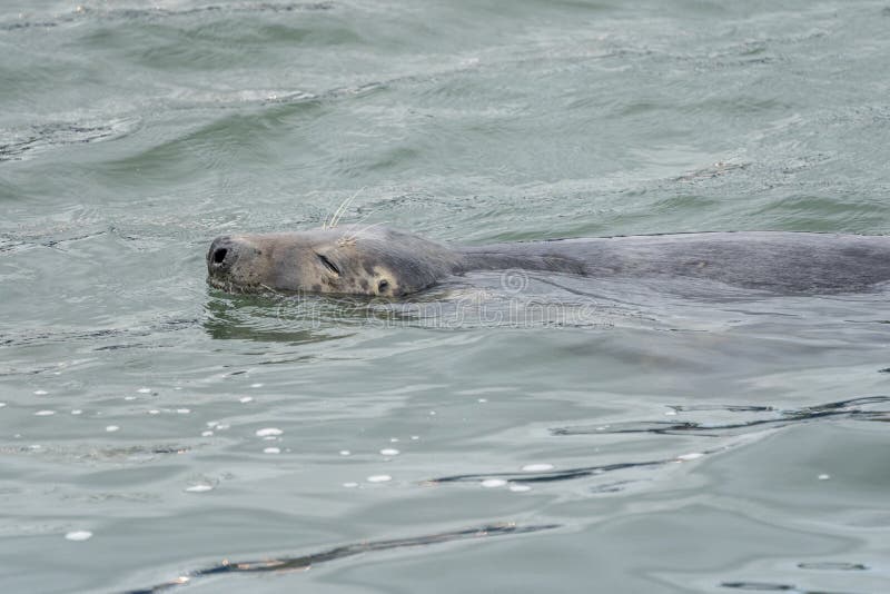 Seal at Howth harbor stock photo. Image of character - 178884392