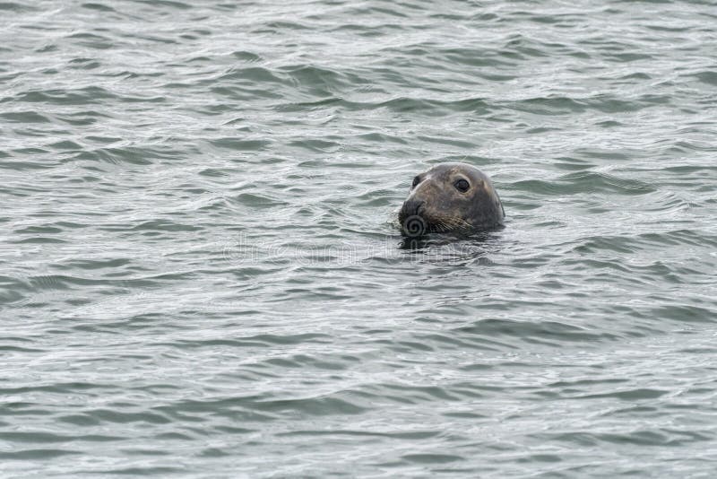Seal at Howth harbor stock photo. Image of howth, sand - 178894244