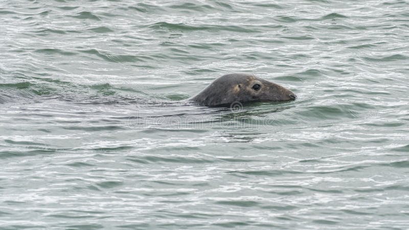 Seal at Howth harbor stock image. Image of eating, countryside - 178895377