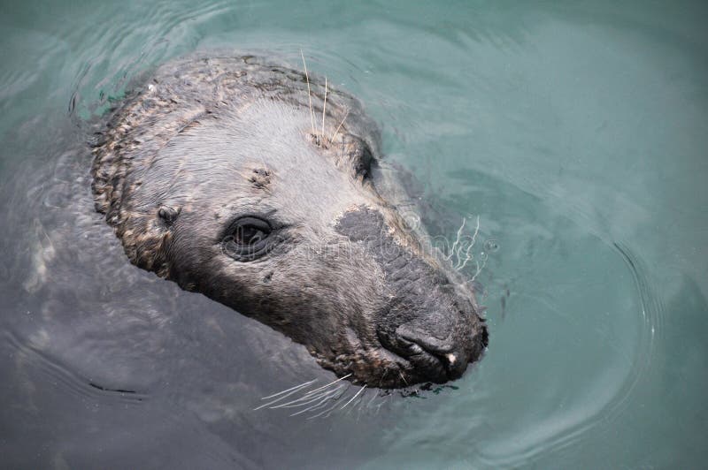 Seal at Howth Harbour, Ireland Stock Photo - Image of water, dublin ...