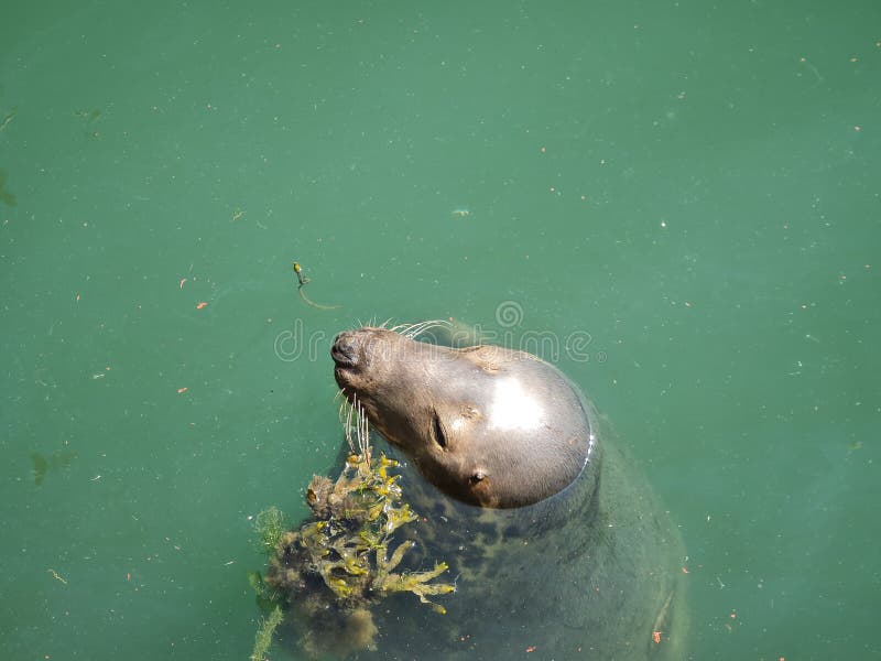 Seal in Howth, Irish sea stock image. Image of reflection - 223937291
