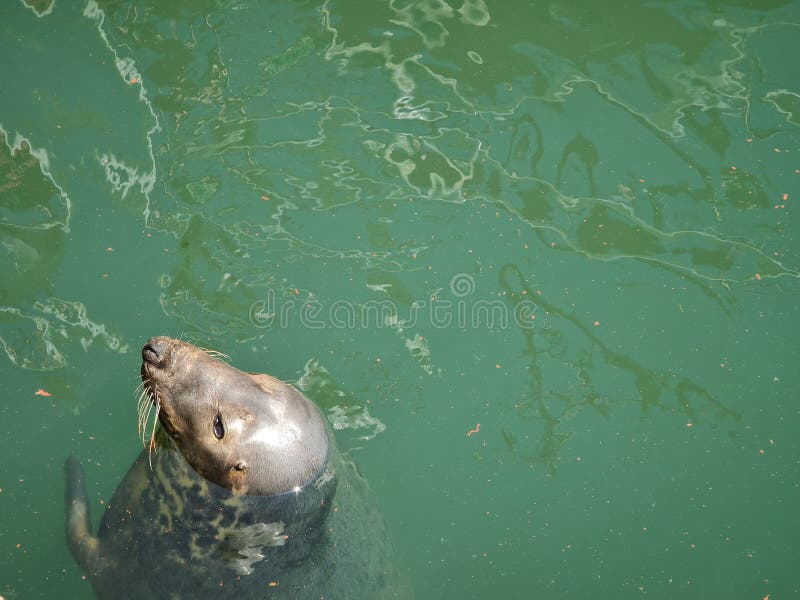 Seal in Howth Port stock image. Image of reptile, animal - 223937593