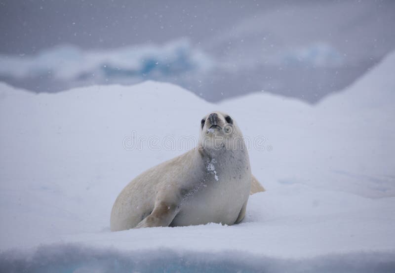 Seal on Ice in Falling Snow Stock Photo - Image of portrait, experience ...