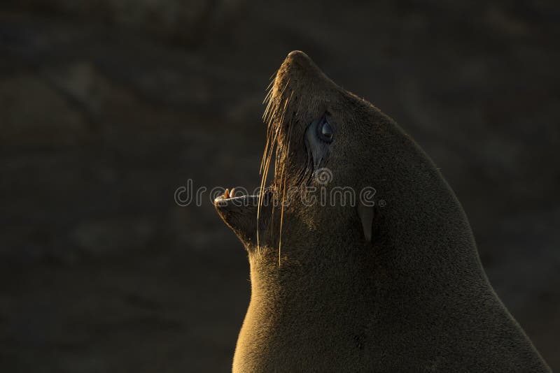 Seal in interesting light. stock image. Image of attraction - 145453037