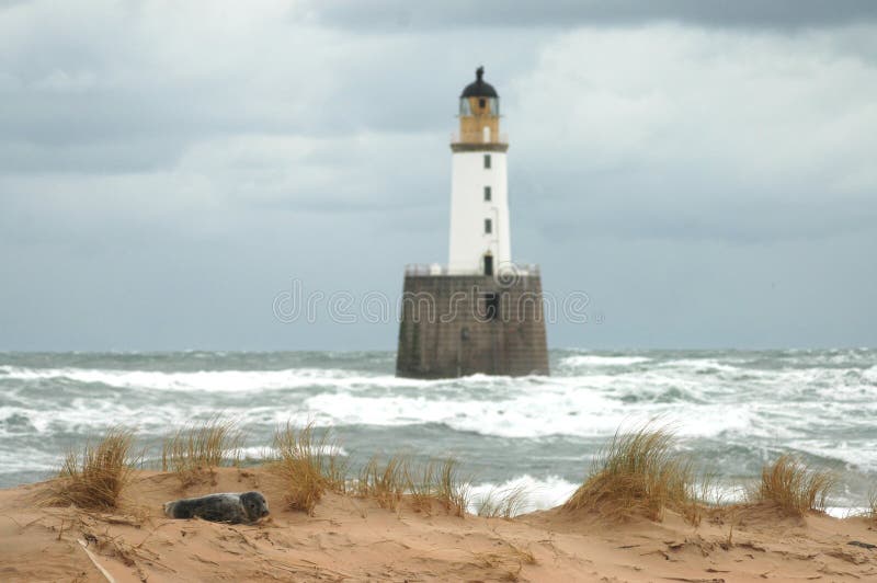 Seal and Lighthouse stock photo. Image of lighthouse - 86295004