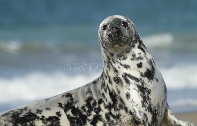 Seal looking stock image. Image of water, mammal, sweet - 19300889