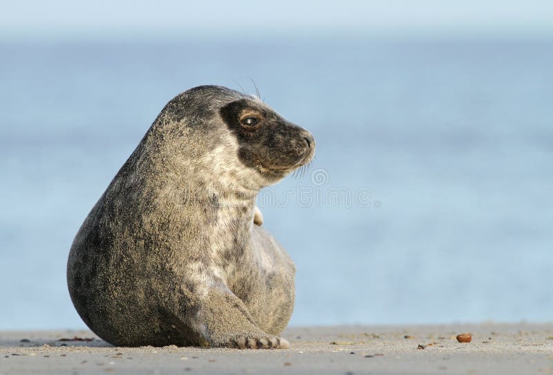 Seal looking stock photo. Image of wild, seal, rest, relaxation - 19365552