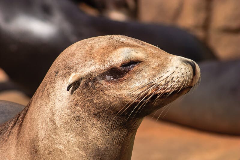 A Seal is Looking at the Camera with Its Eyes Closed Stock Image ...