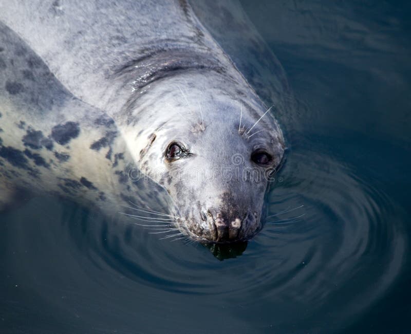 Seal stock image. Image of marine, head, seal, animal - 41002401