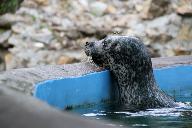 Seal stock photo. Image of flippers, whiskers, grey, seal - 39124034