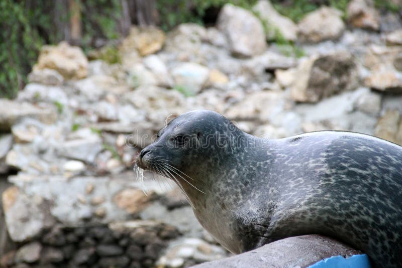 Seal stock photo. Image of head, wild, flippers, swimming - 39124114