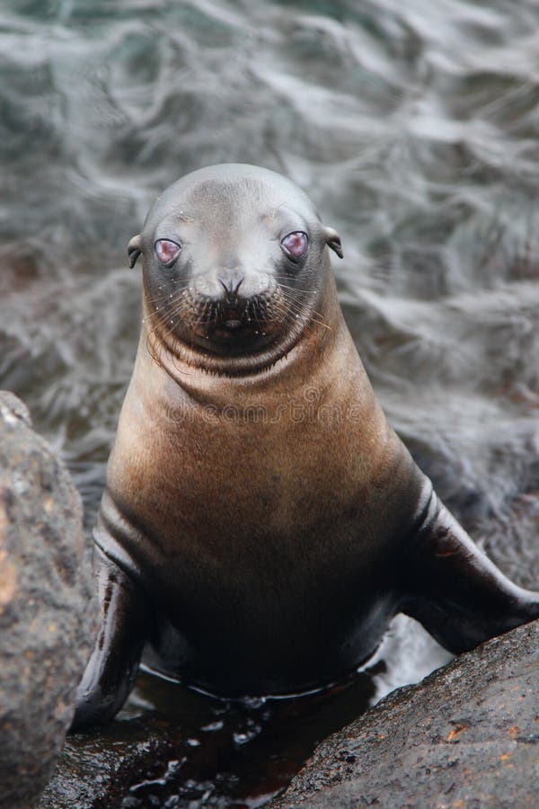 Seal looking at viewer stock image. Image of swimming - 7089809