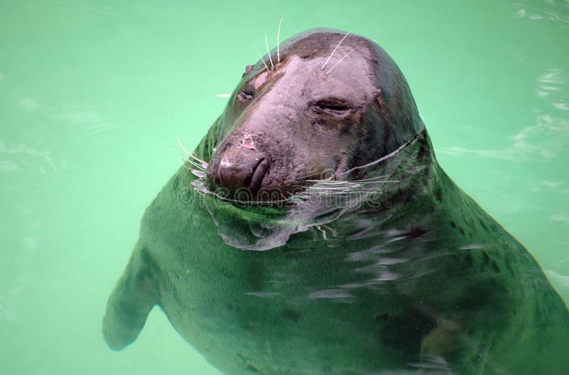 Seal looking from water stock photo. Image of common - 15845894