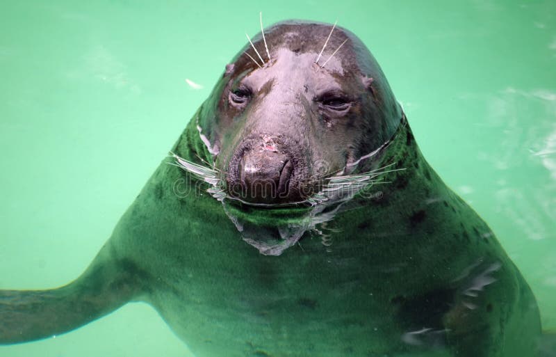 Seal looking from water stock photo. Image of transparent - 15981922