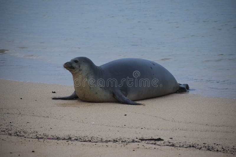 Seal Lying on a Sandy Beach. Stock Image - Image of nature, water ...