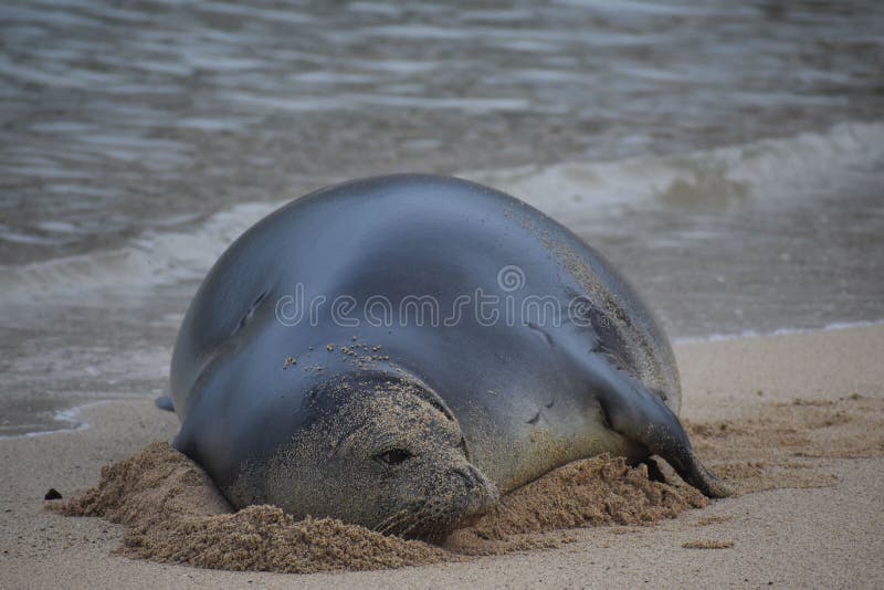 Seal Lying on a Sandy Beach. Stock Photo - Image of wild, sand: 264032356