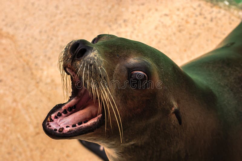 A Seal is Making a Loud Noise and Has Its Mouth Open Stock Photo ...