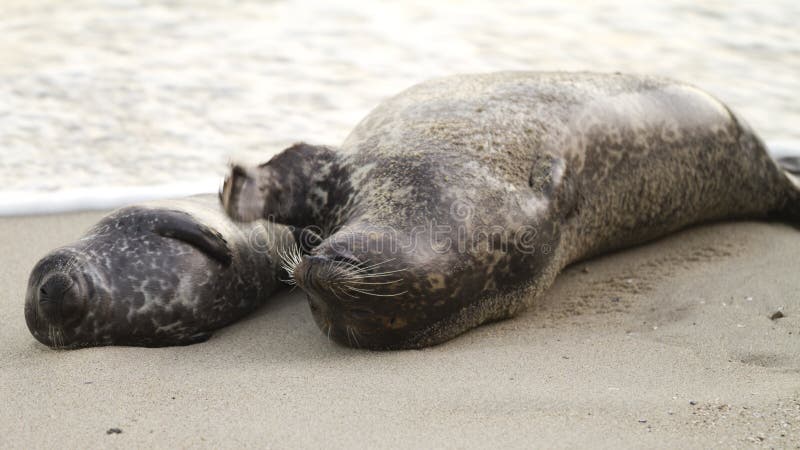 Seal mother with baby stock image. Image of peace, wilderness - 30092597