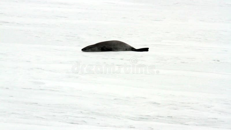Seal Moving Across Fast Ice Shelf, Antarctica Stock Footage - Video of ...
