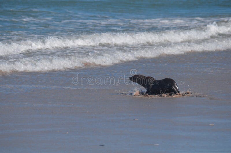 A Seal Moving Towards the Water Stock Image - Image of sand, wave ...