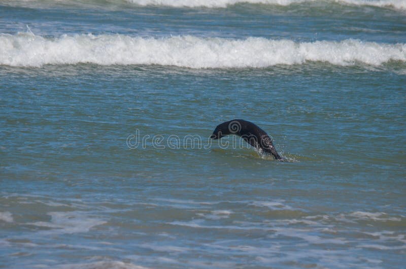A seal moving in the water stock image. Image of coast - 232978017